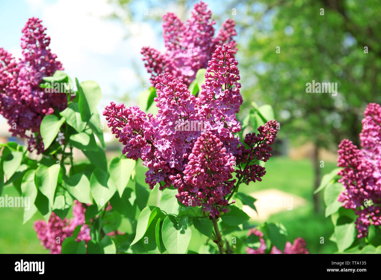 Lilac budding in spring hi-res stock photography and images - Alamy