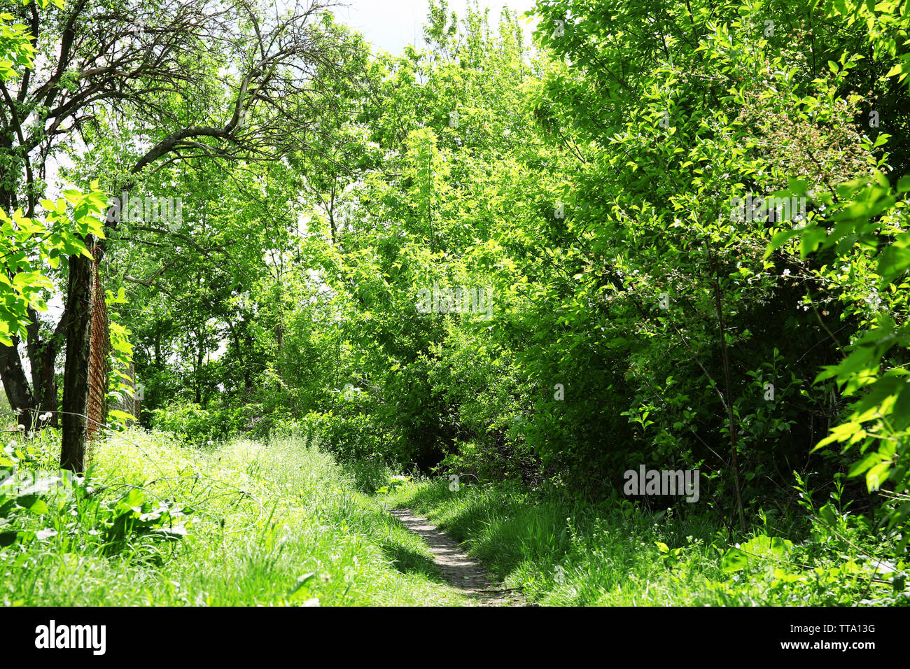 Path in green forest Stock Photo - Alamy