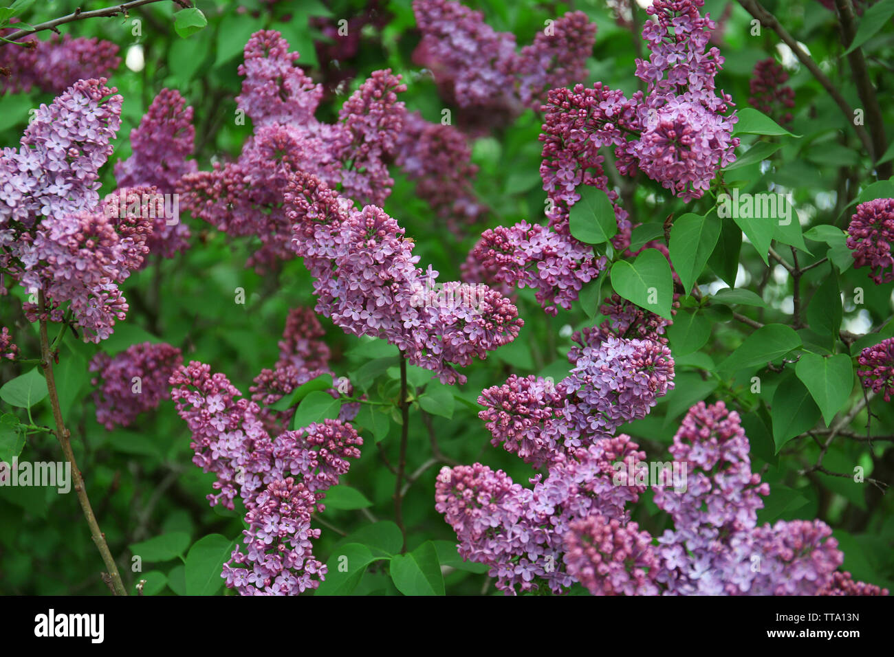 Lilac budding in spring hi-res stock photography and images - Alamy