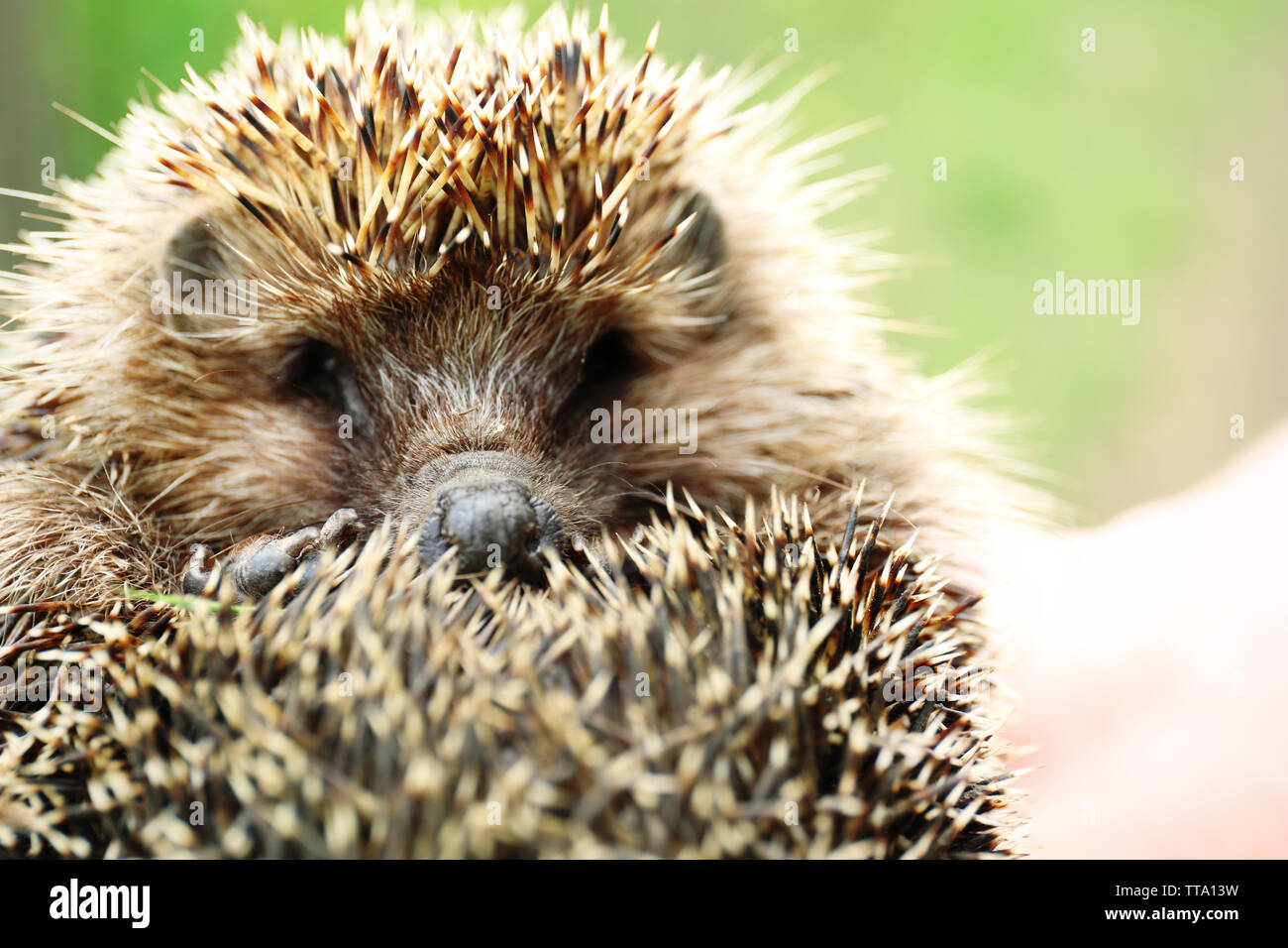 Hedgehog close up hi-res stock photography and images - Alamy