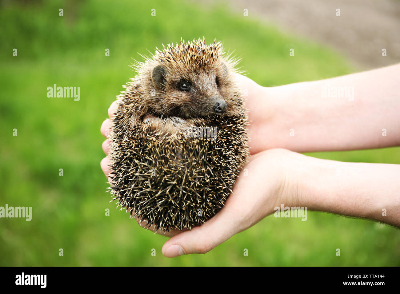 Hands holding hedgehog outdoors Stock Photo - Alamy