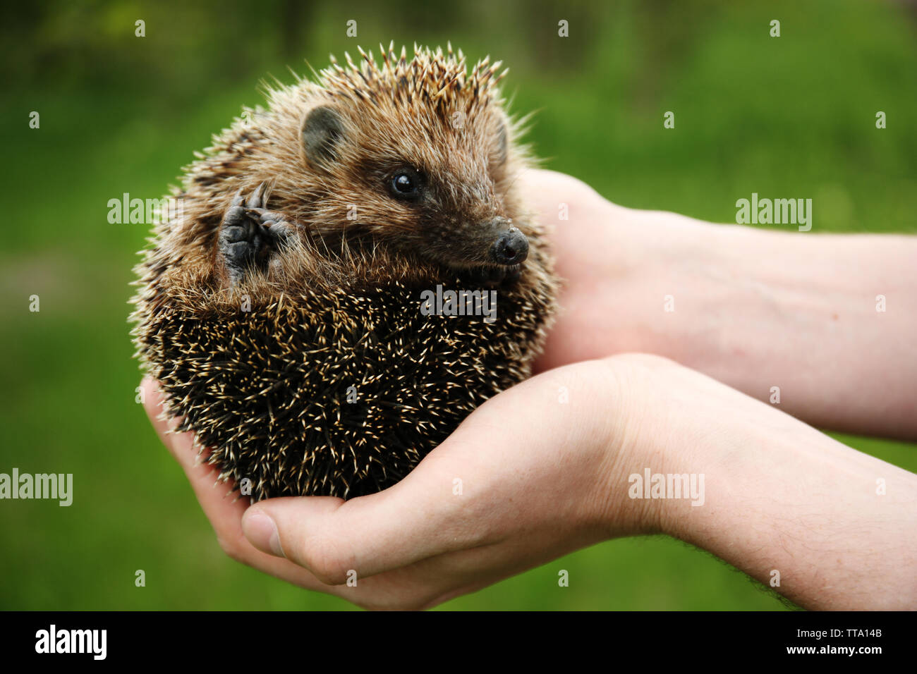 Hands holding hedgehog outdoors Stock Photo - Alamy