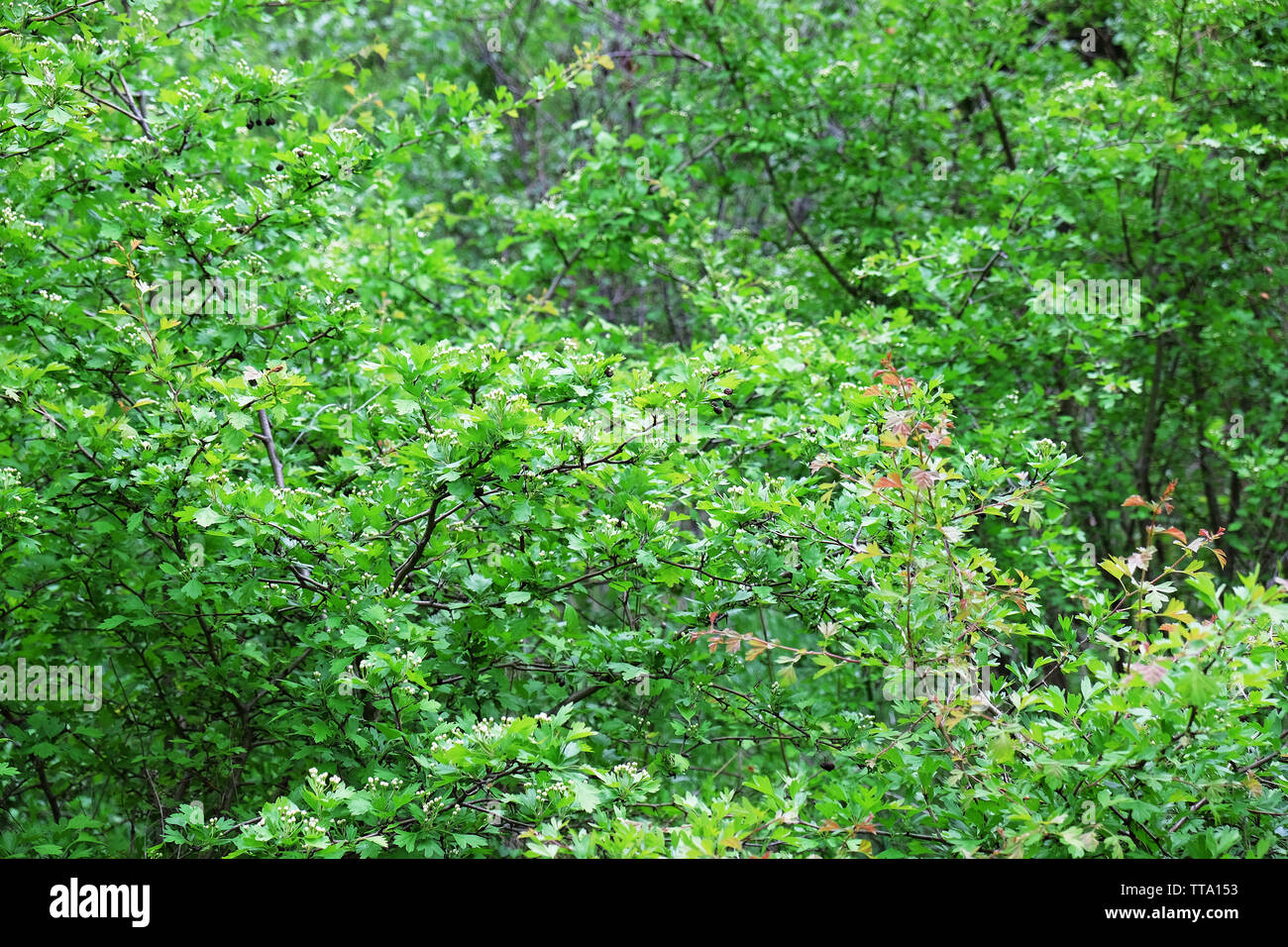 Beautiful trees in forest Stock Photo - Alamy