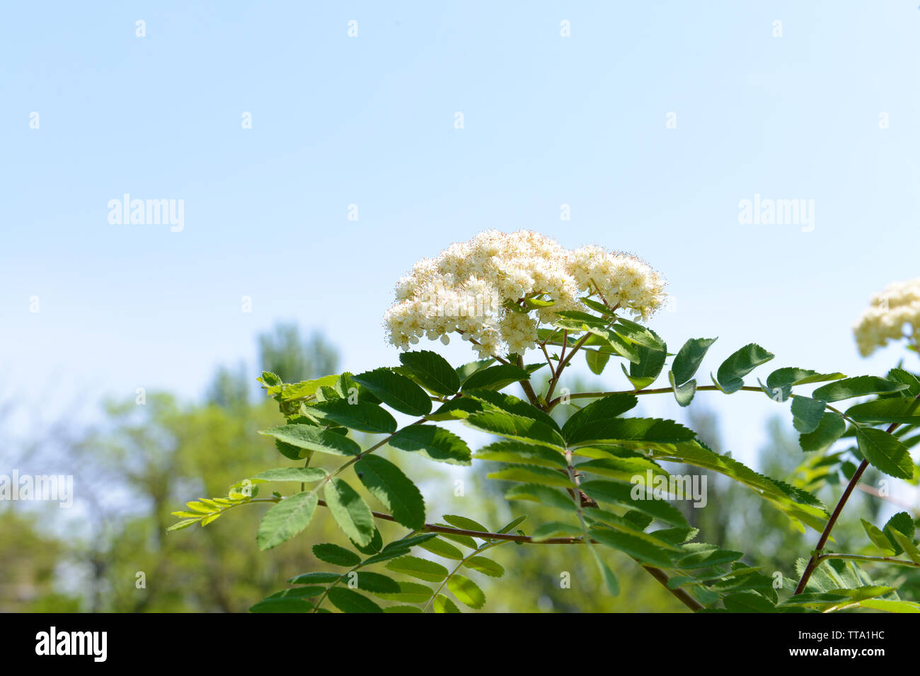 Flowering branch of rowan tree over blue sky background Stock Photo - Alamy