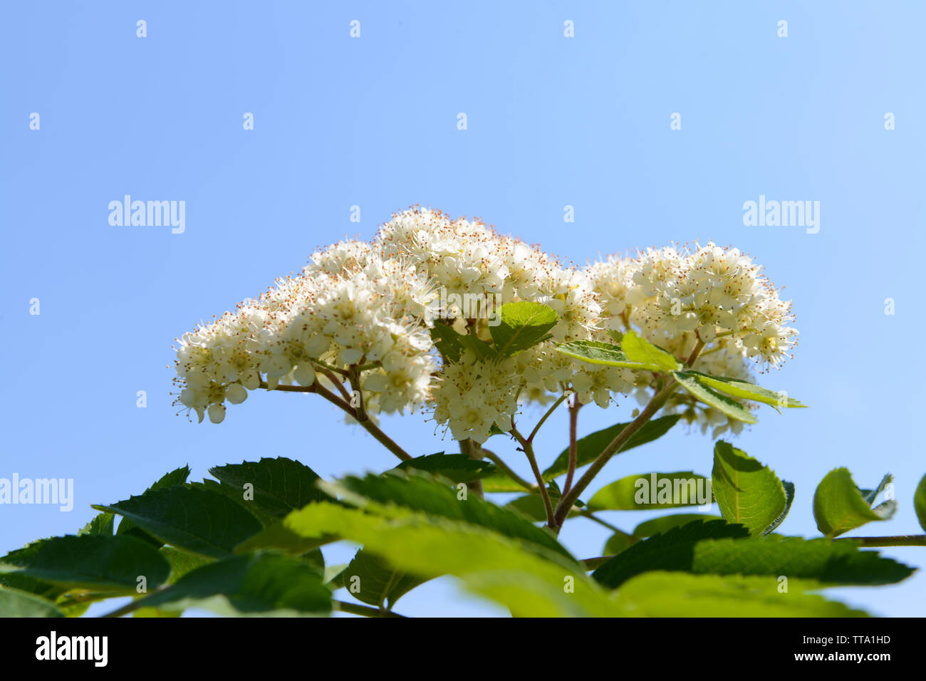 Flowering branch of rowan tree over blue sky background Stock Photo - Alamy