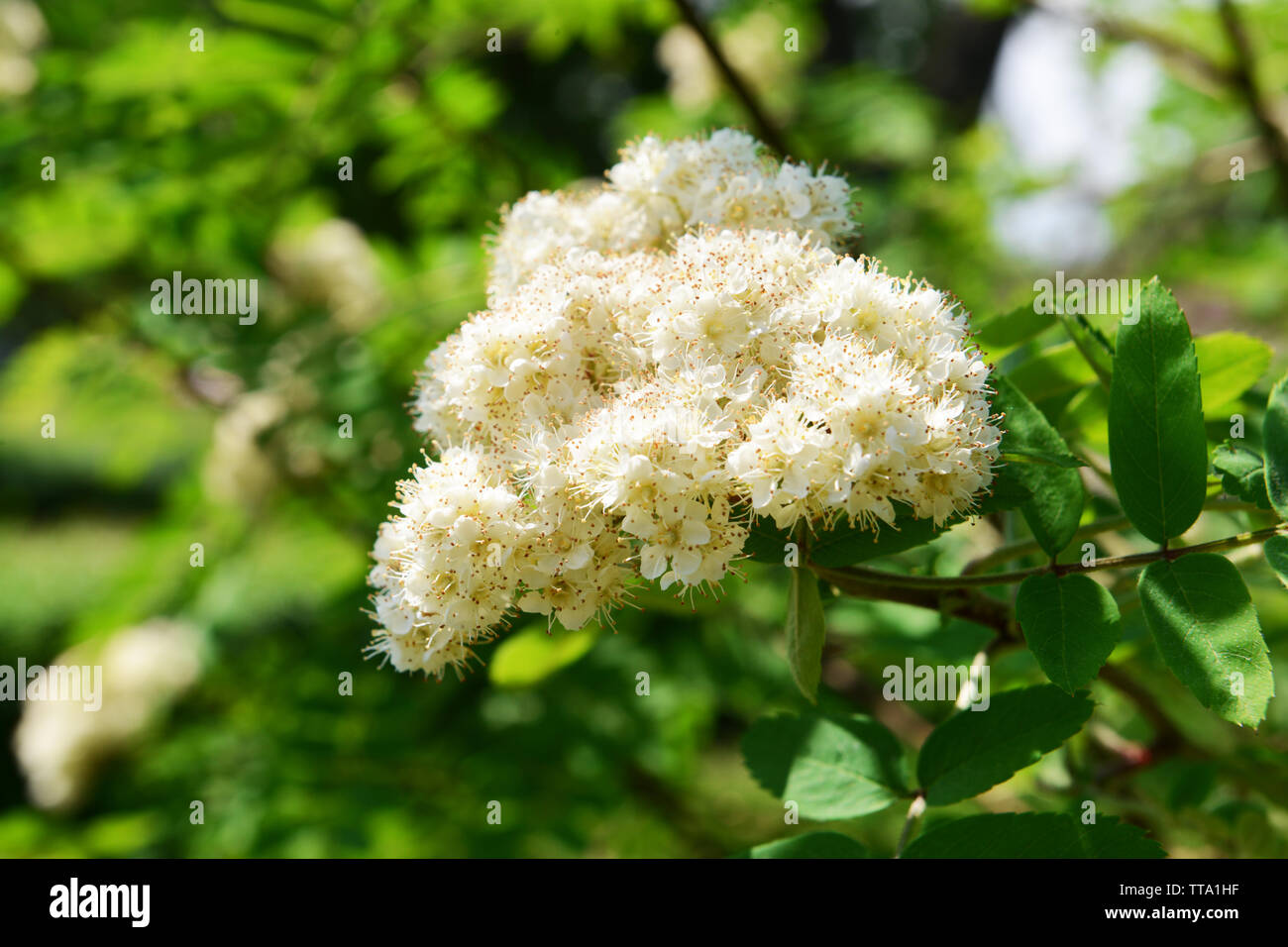 Flowering branch of rowan tree, closeup Stock Photo - Alamy