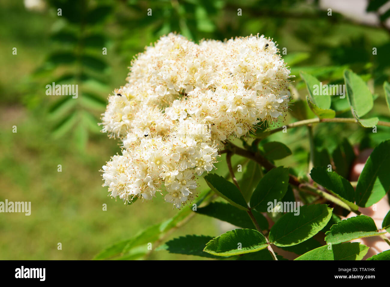 Flowering branch of rowan tree, closeup Stock Photo - Alamy
