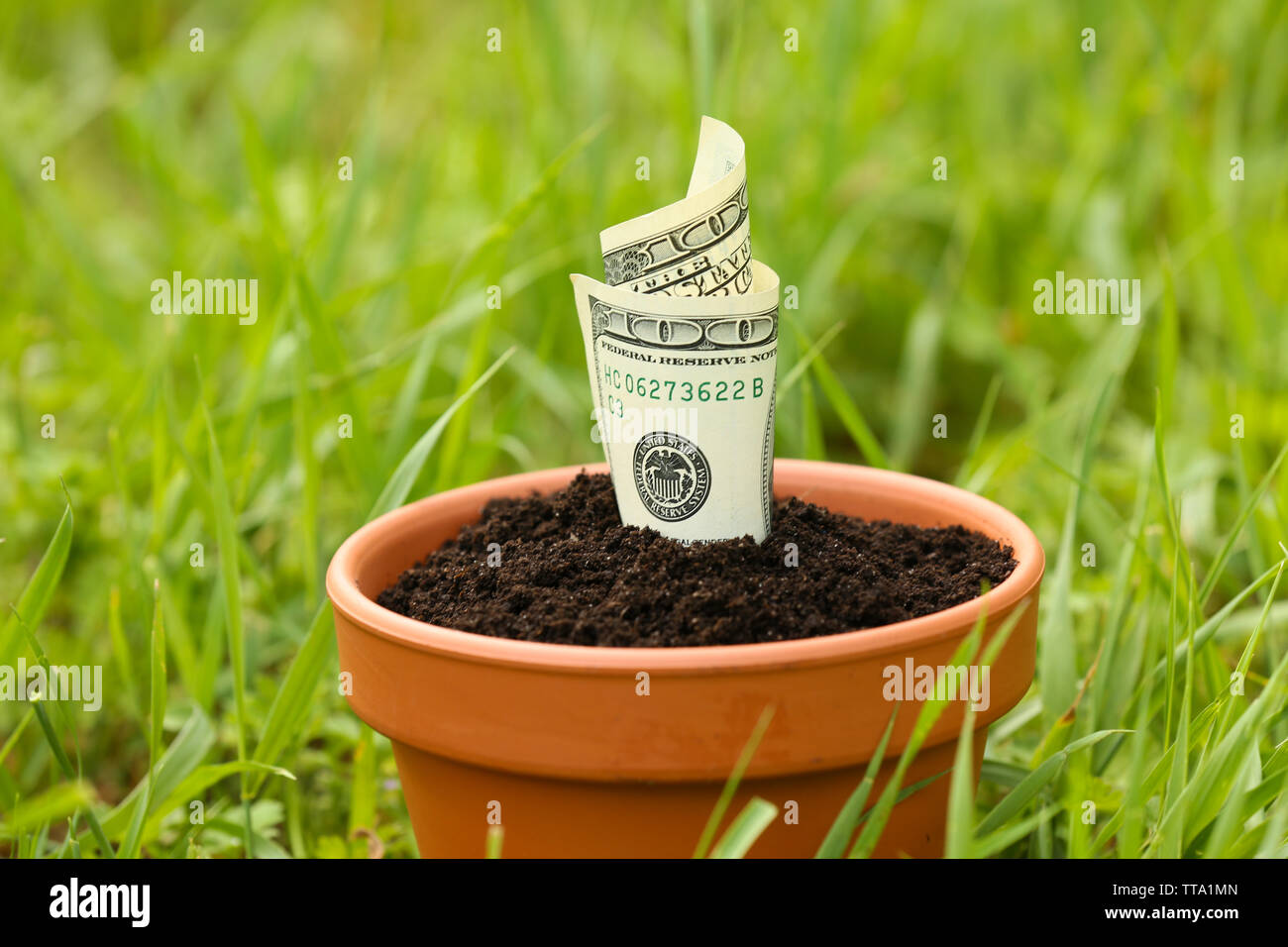 Money growing in flowerpot over grass grass background Stock Photo - Alamy
