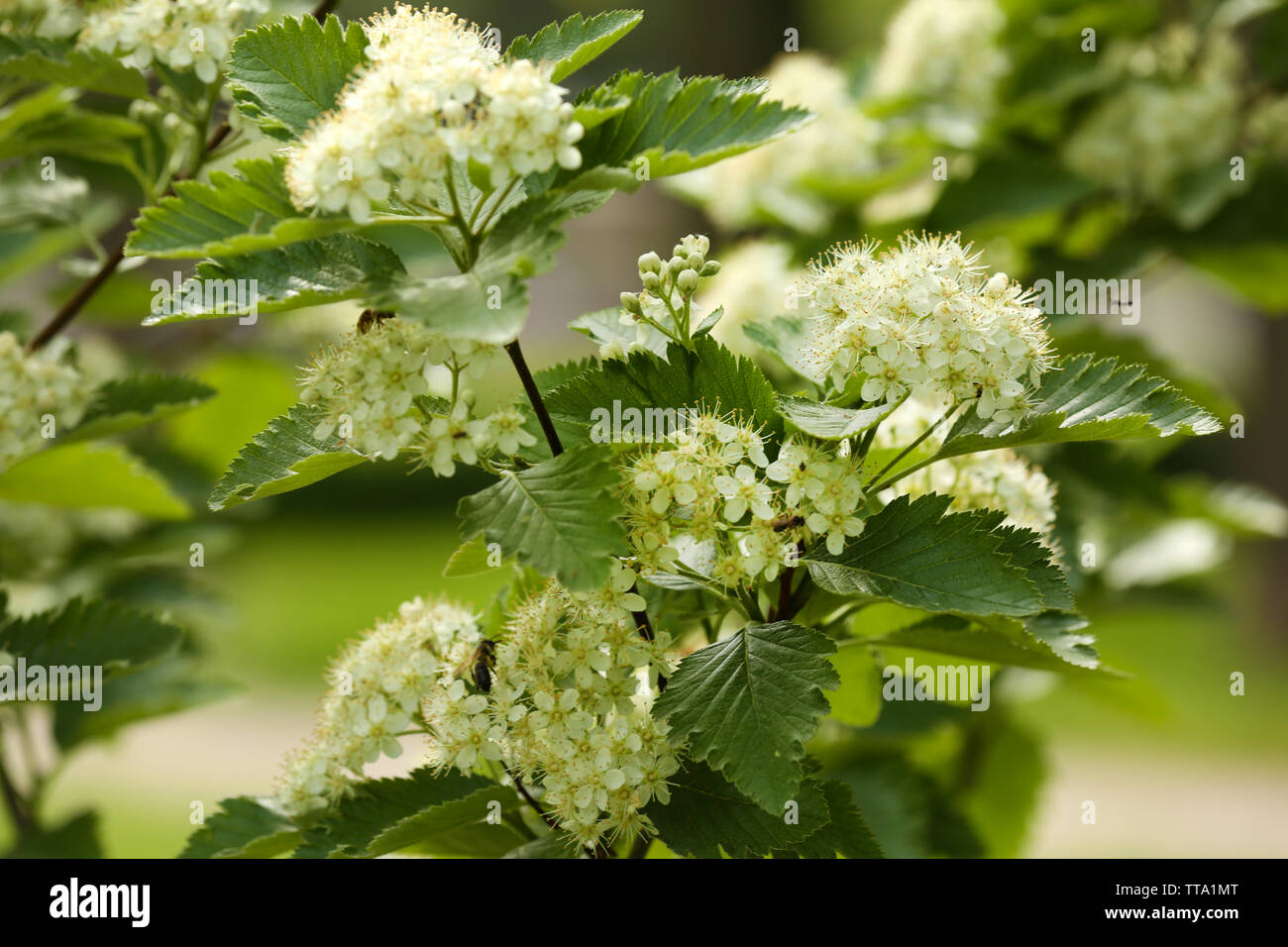 White flowers of blooming rowan tree, outdoors Stock Photo - Alamy