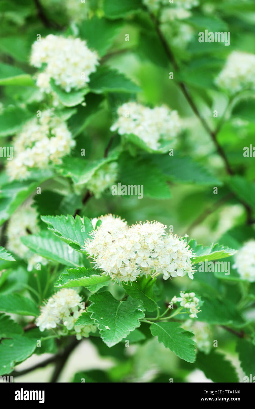 White flowers of blooming rowan tree, outdoors Stock Photo - Alamy