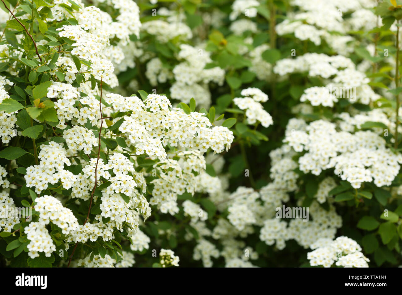 White flowers of blooming rowan tree, outdoors Stock Photo - Alamy