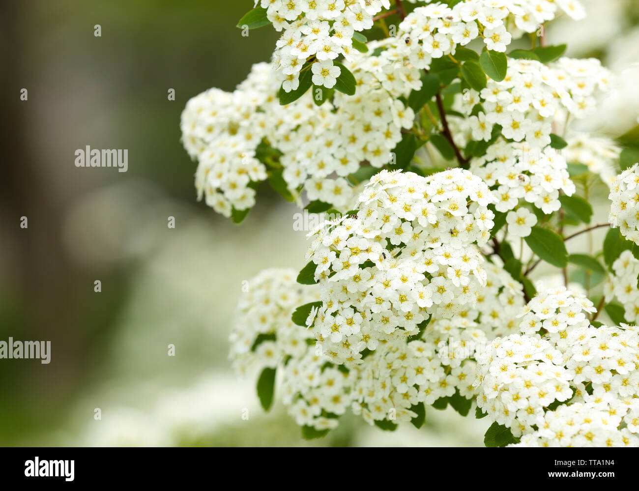 White flowers of blooming rowan tree, outdoors Stock Photo - Alamy