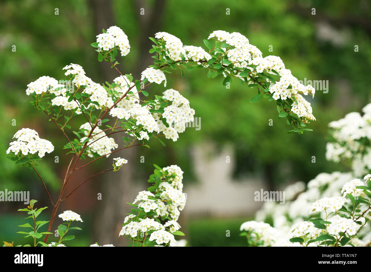 White flowers of blooming rowan tree, outdoors Stock Photo - Alamy