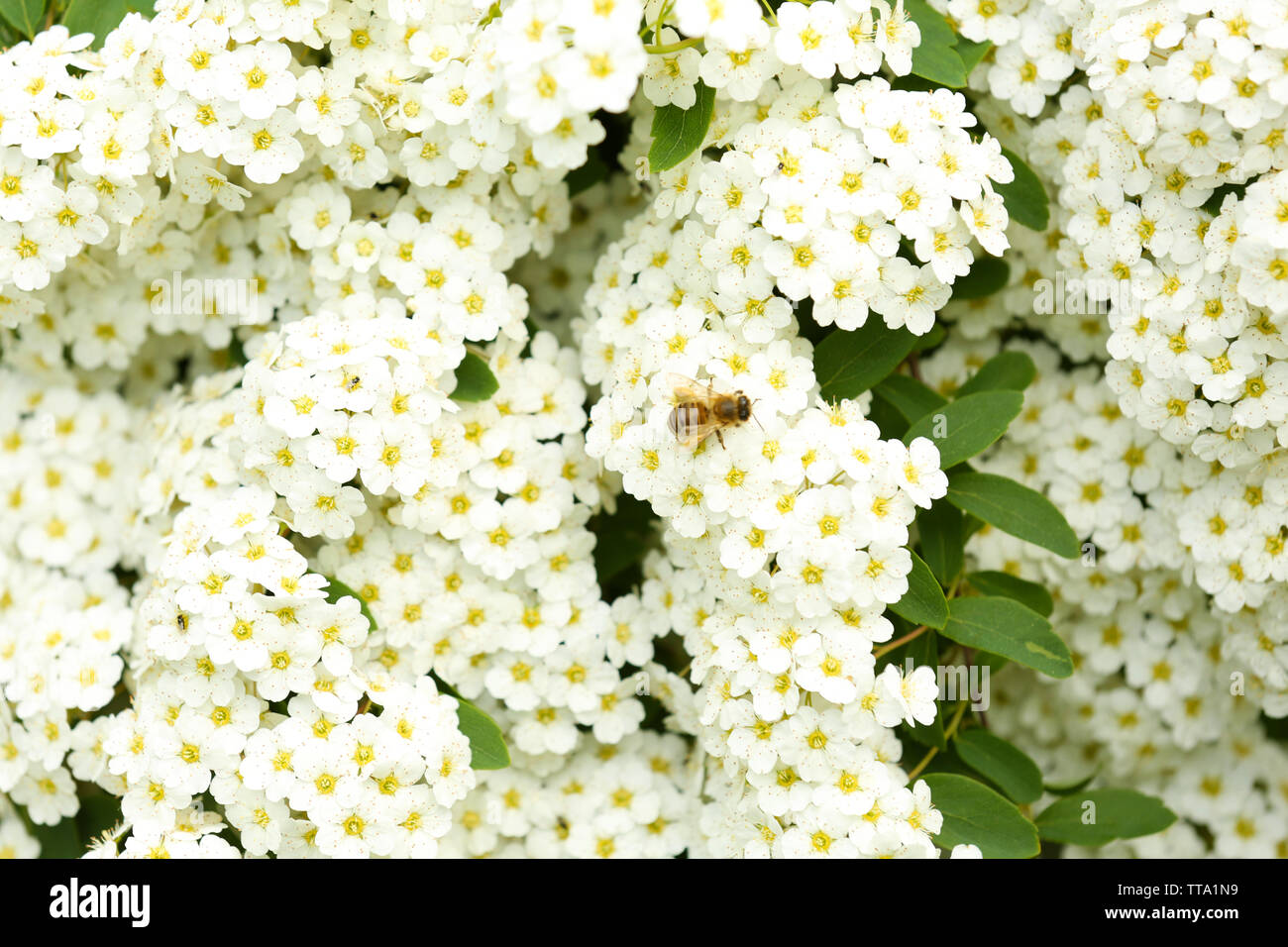 White flowers of blooming rowan tree, outdoors Stock Photo - Alamy