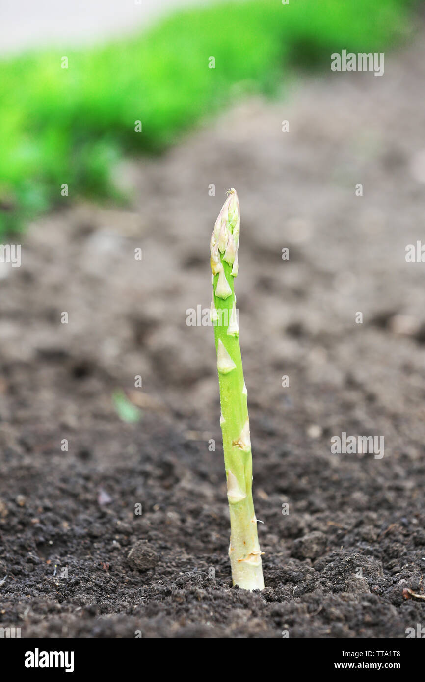 Single asparagus hi-res stock photography and images - Alamy