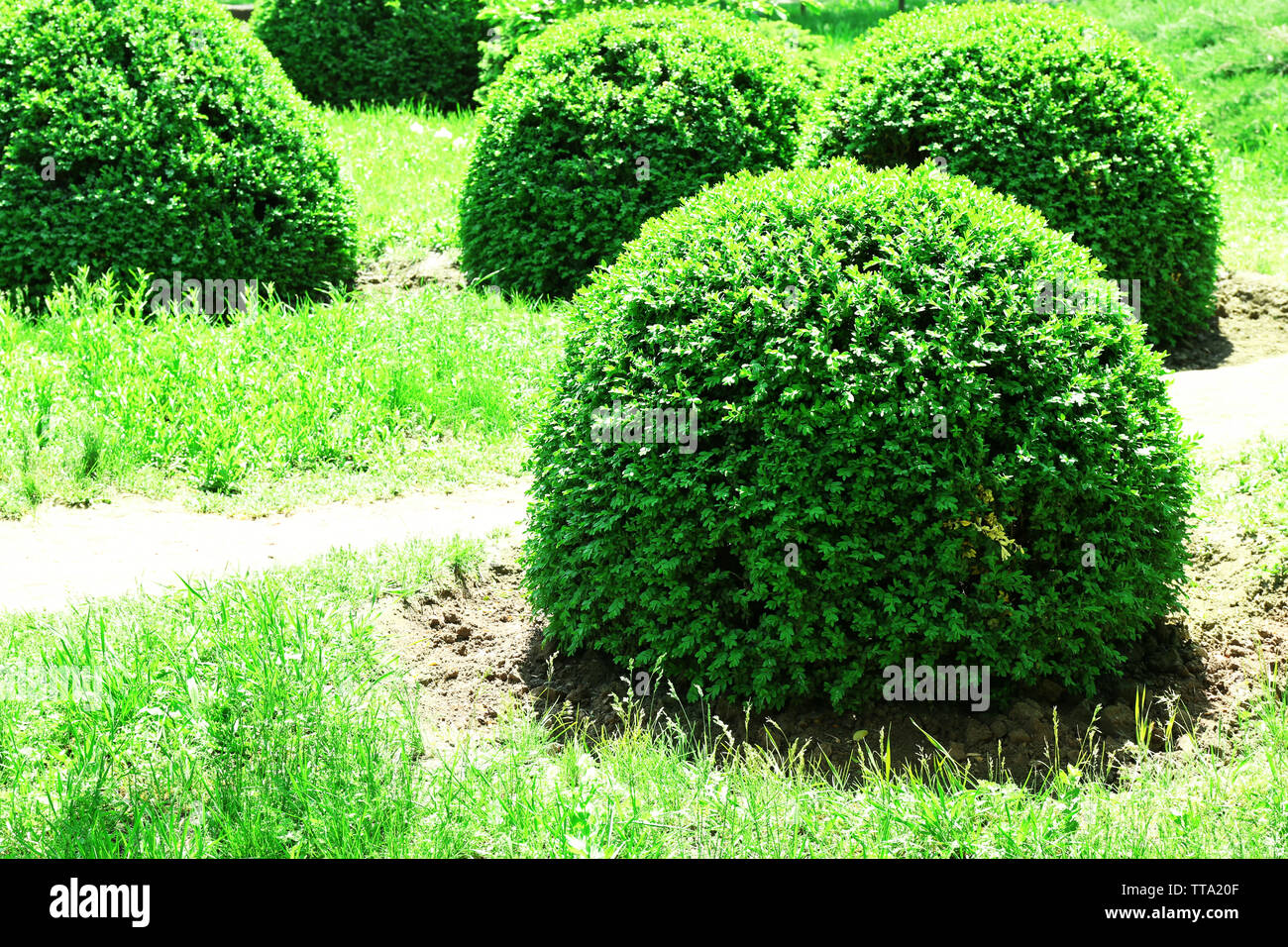 Bushes cutout hi-res stock photography and images - Alamy