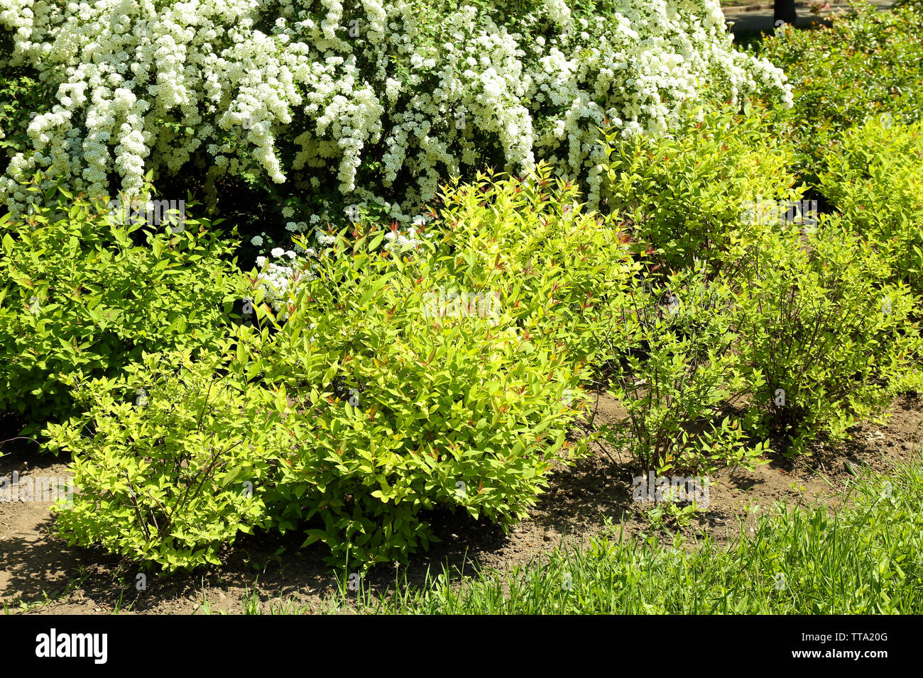 Flowering bushes in park Stock Photo - Alamy