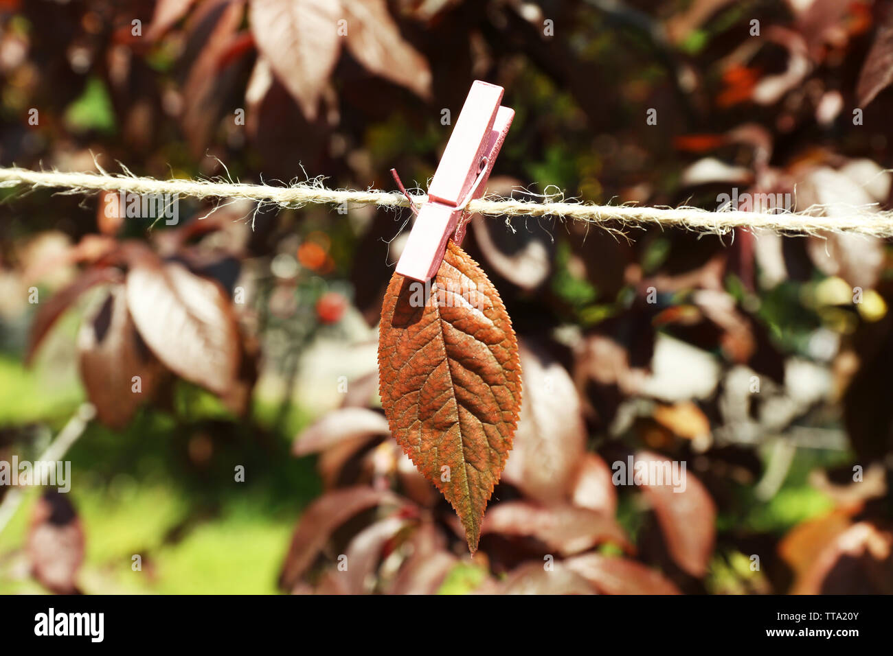 Leaf hanging with pin on rope over nature background Stock Photo - Alamy