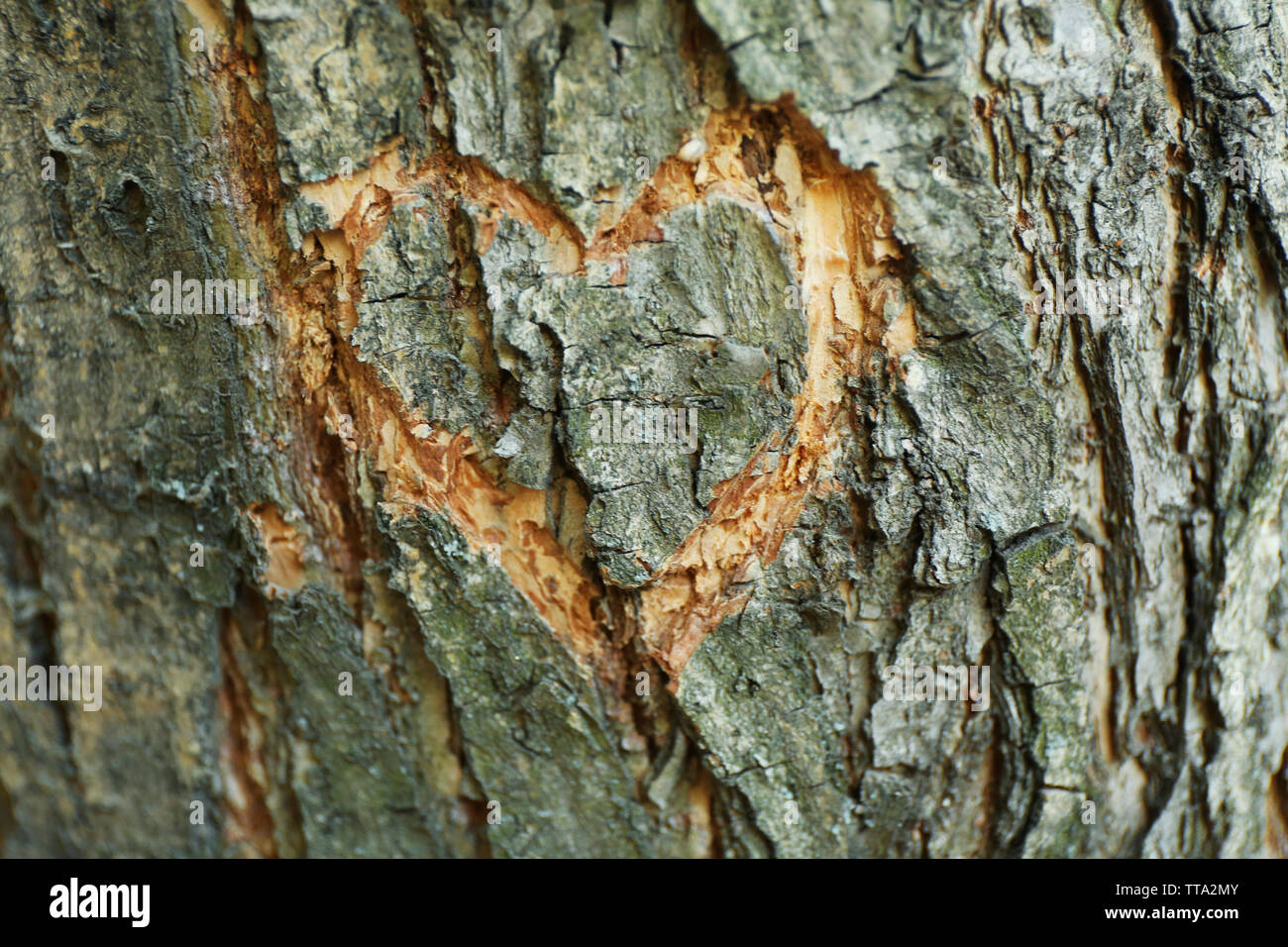 heart carved in tree close up Stock Photo - Alamy