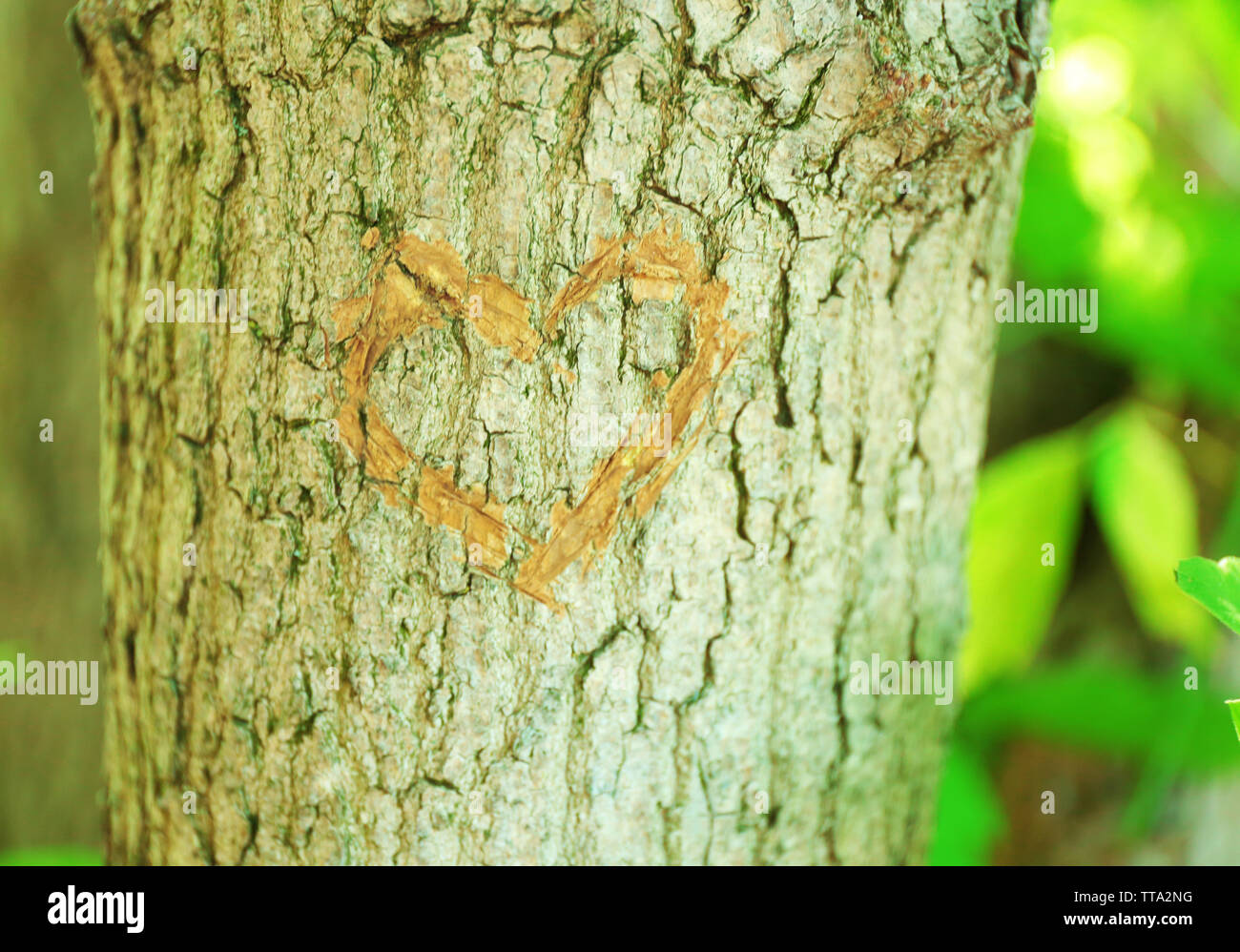 heart carved in tree close up Stock Photo - Alamy