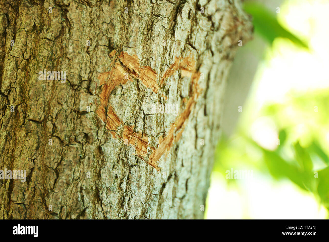 heart carved in tree close up Stock Photo - Alamy