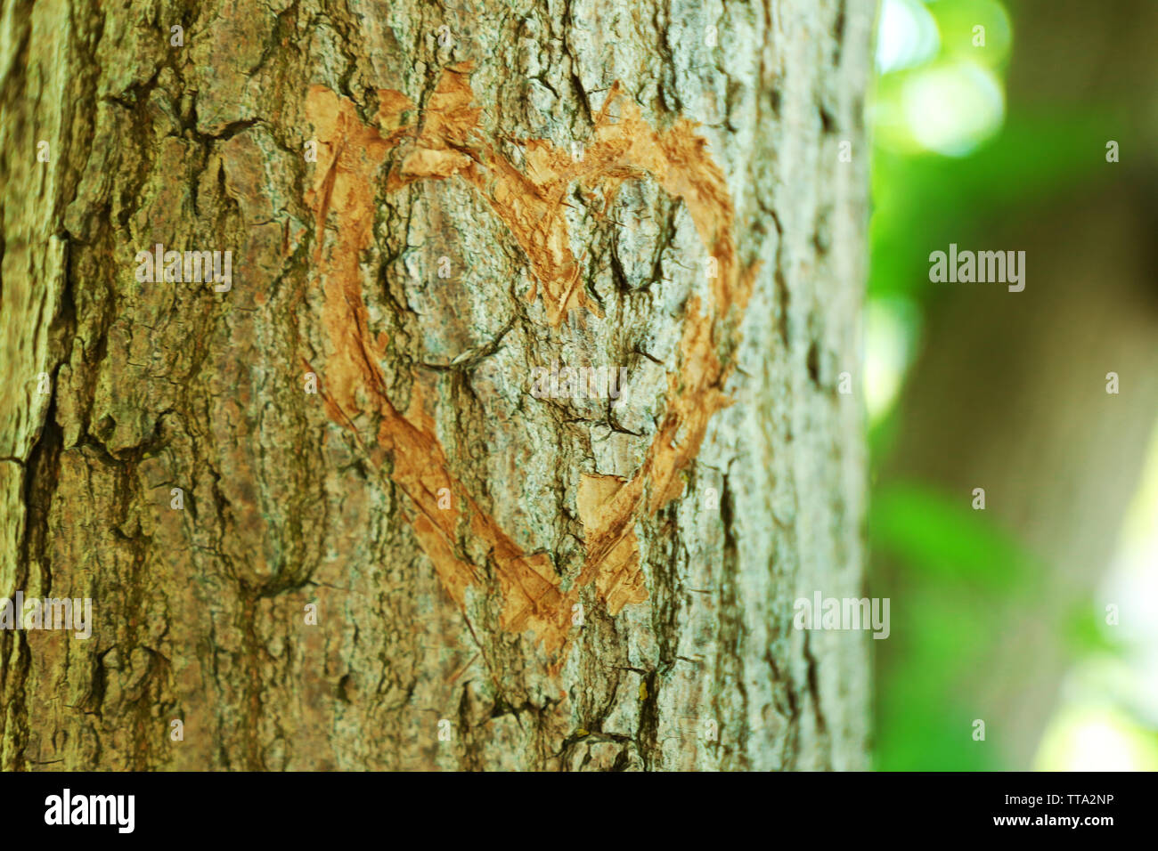 heart carved in tree close up Stock Photo - Alamy