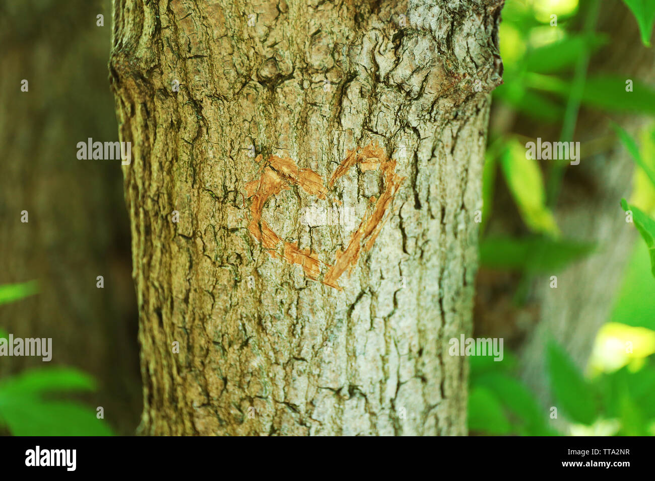 heart carved in tree close up Stock Photo - Alamy