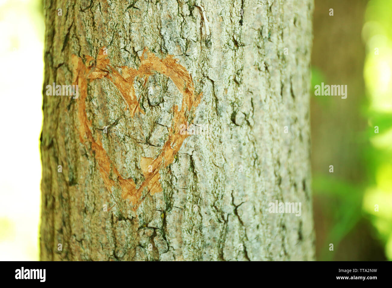 heart carved in tree close up Stock Photo - Alamy