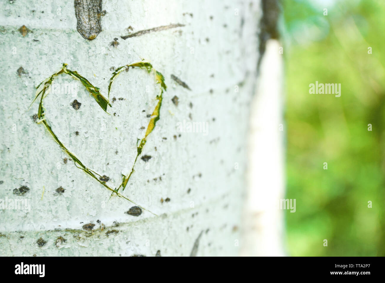 heart carved in tree close up Stock Photo - Alamy