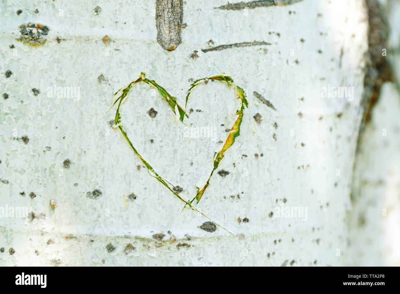 heart carved in tree close up Stock Photo - Alamy