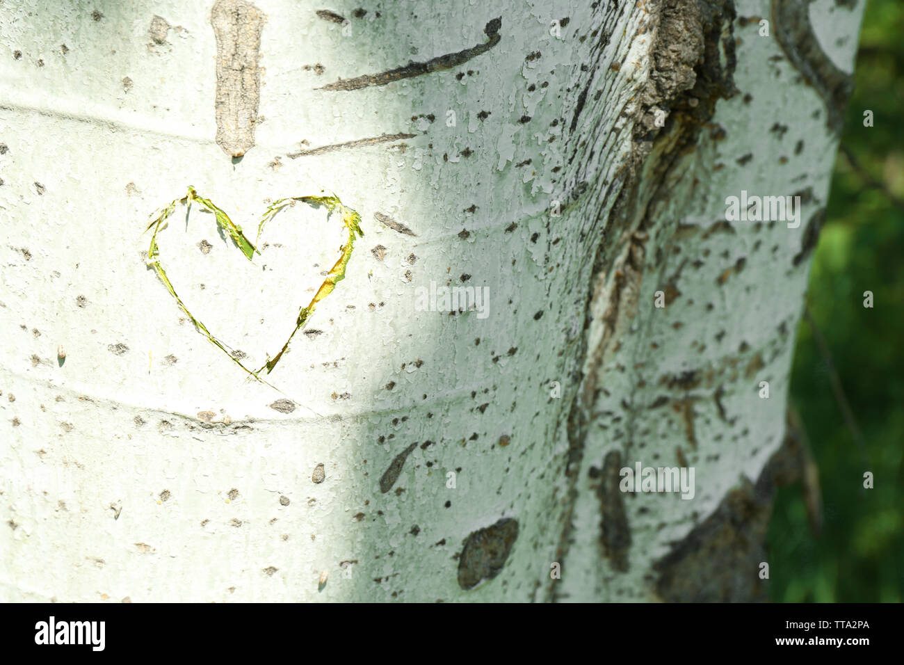 heart carved in tree close up Stock Photo - Alamy