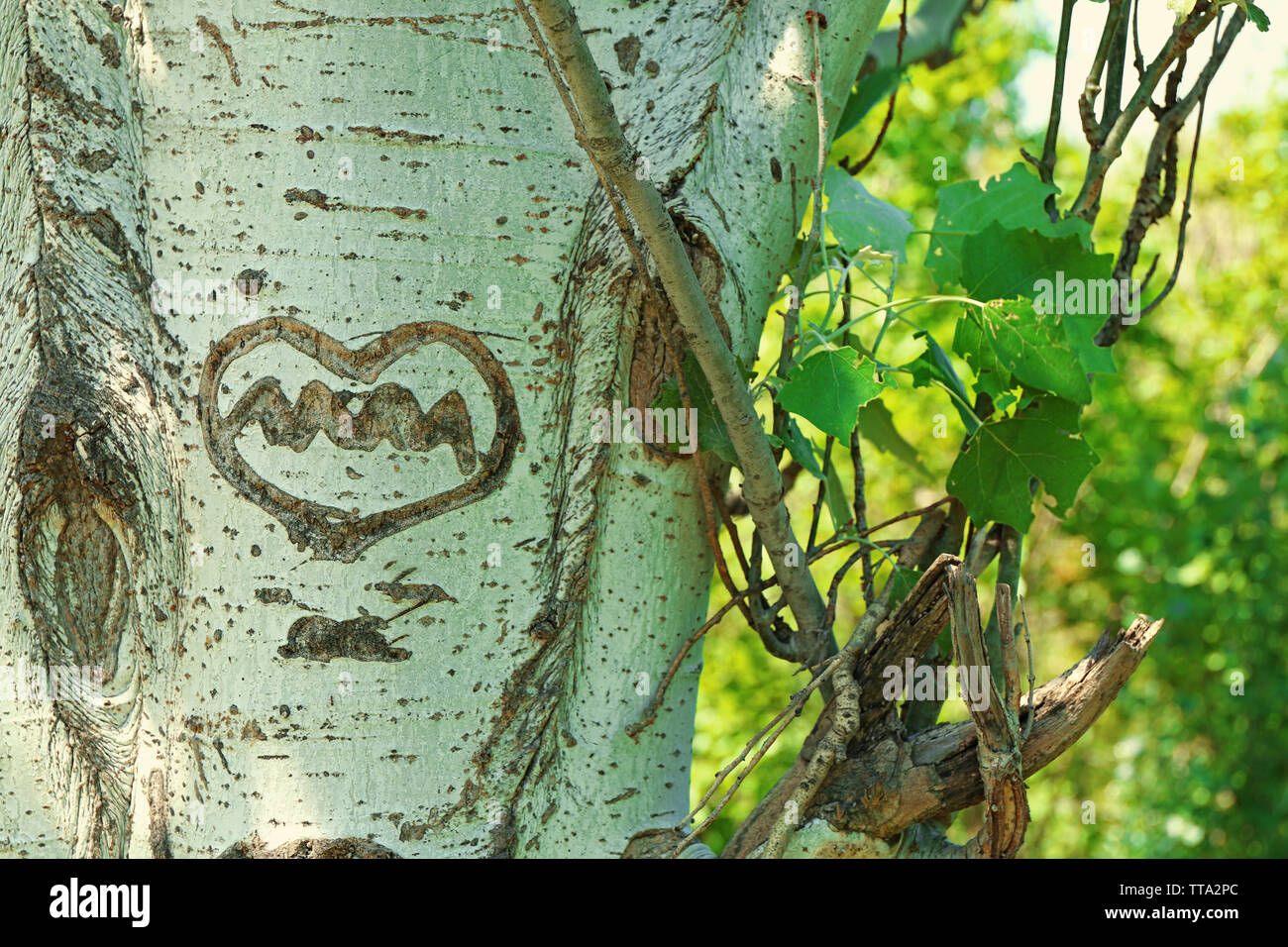 heart carved in tree close up Stock Photo - Alamy
