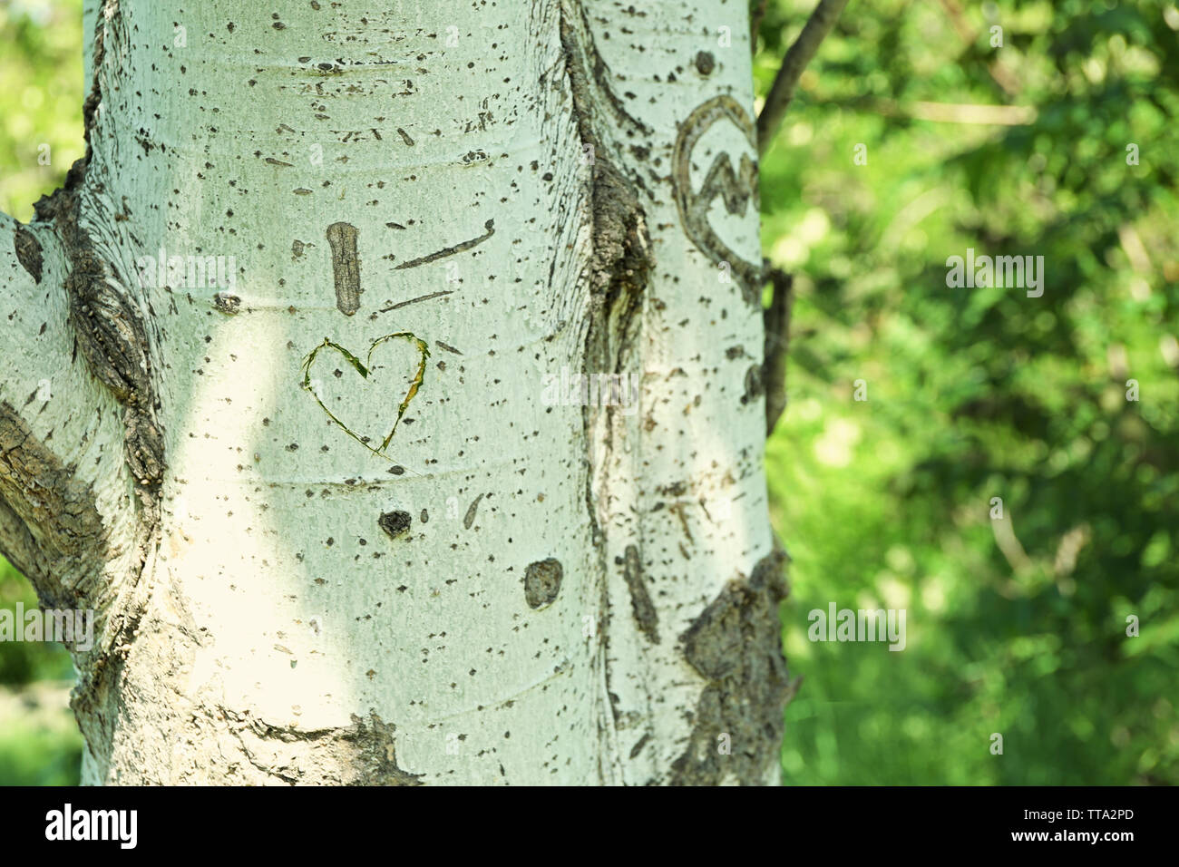 heart carved in tree close up Stock Photo - Alamy