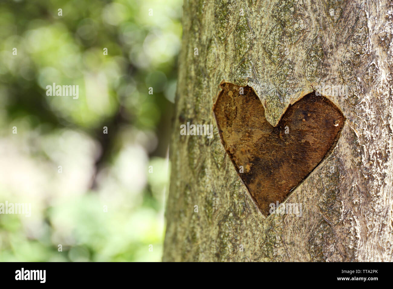 heart carved in tree close up Stock Photo - Alamy