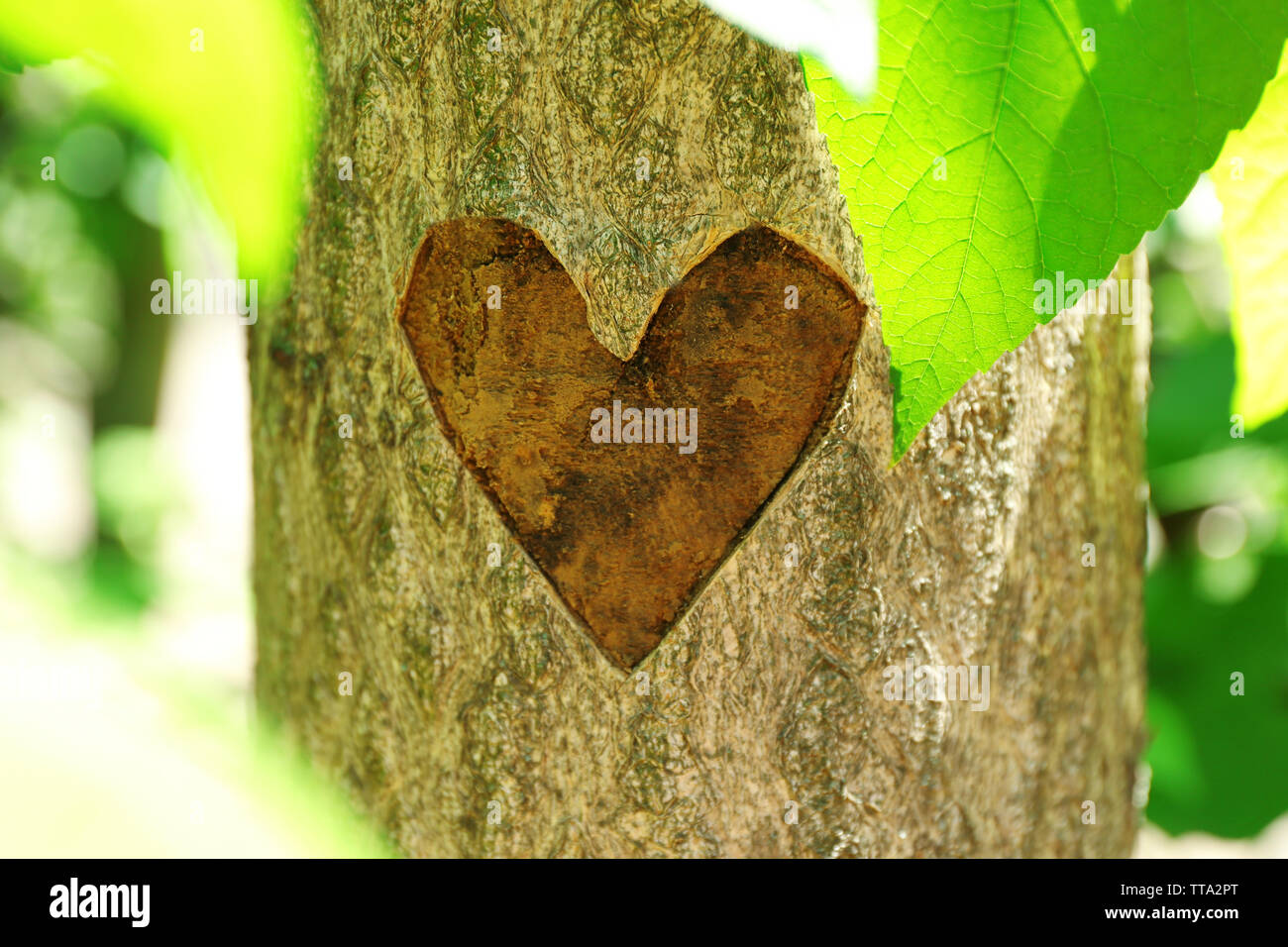 heart carved in tree close up Stock Photo - Alamy