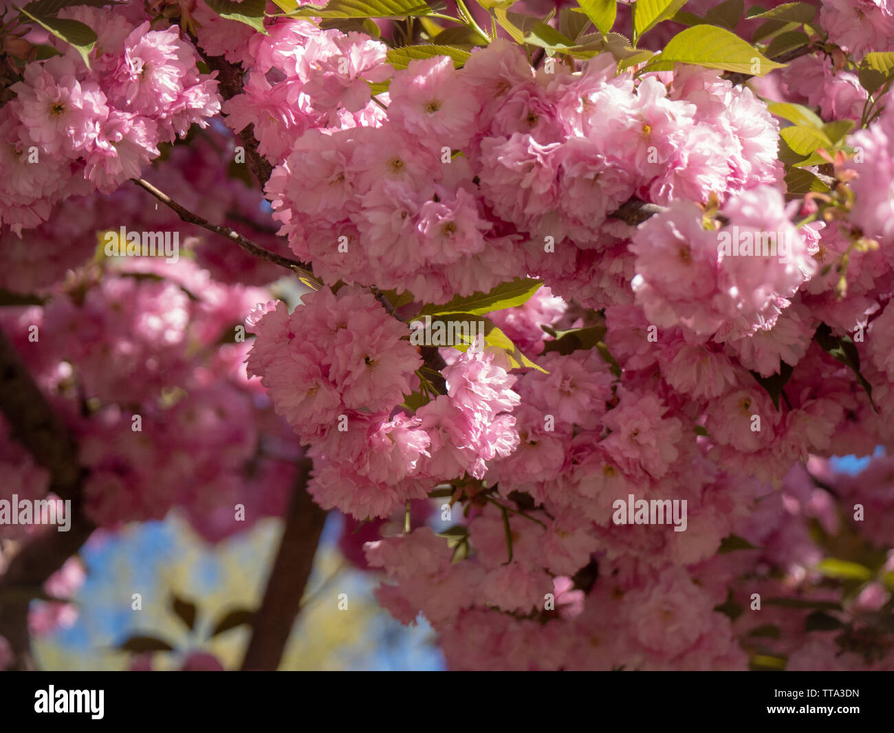 cherry blossoms in spring Stock Photo - Alamy