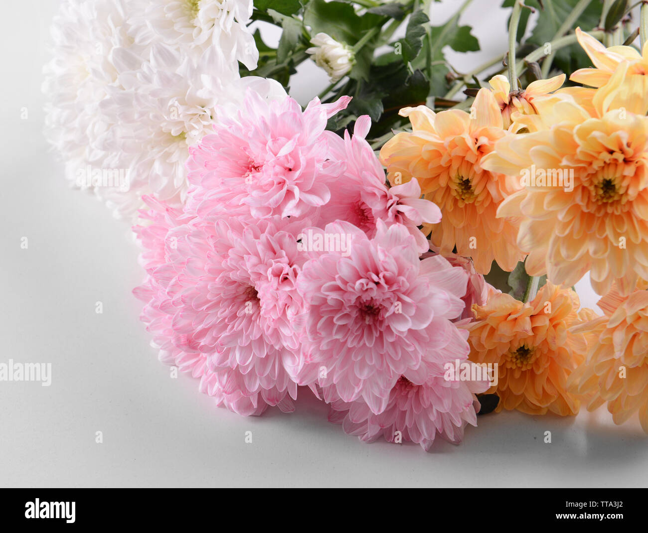 Colorful chrysanthemum isolated on white Stock Photo - Alamy