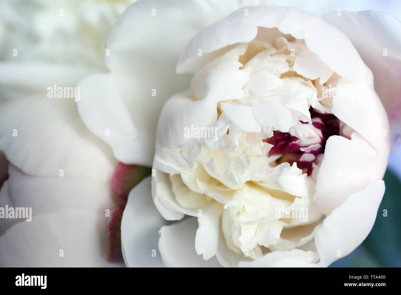 Beautiful white peonies close up Stock Photo - Alamy