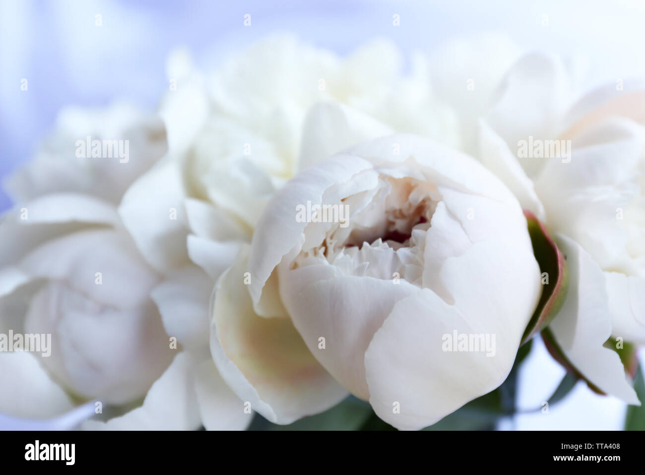 Beautiful white peonies close up Stock Photo - Alamy