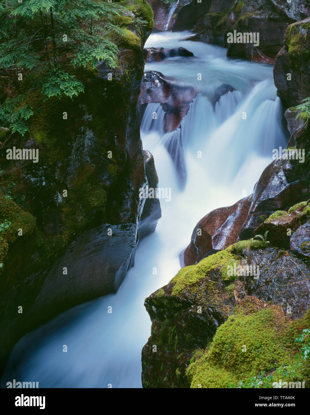 USA, Montana, Glacier National Park, Avalanche Creek flows through ...