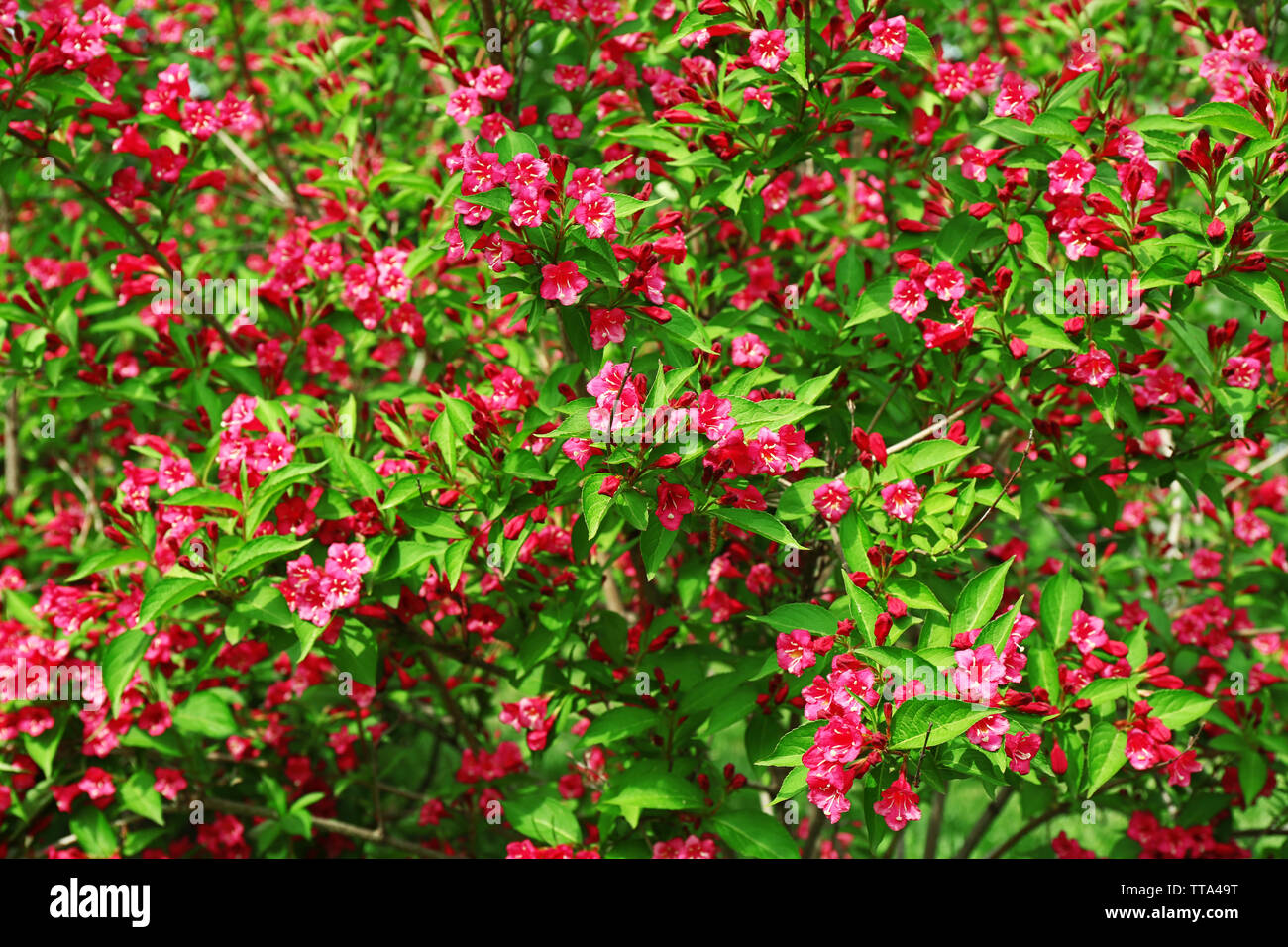 Flowering bush, closeup Stock Photo - Alamy