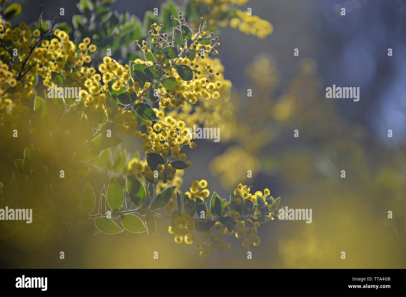 Dreamy background yellow flowers of the Queensland Silver Wattle ...