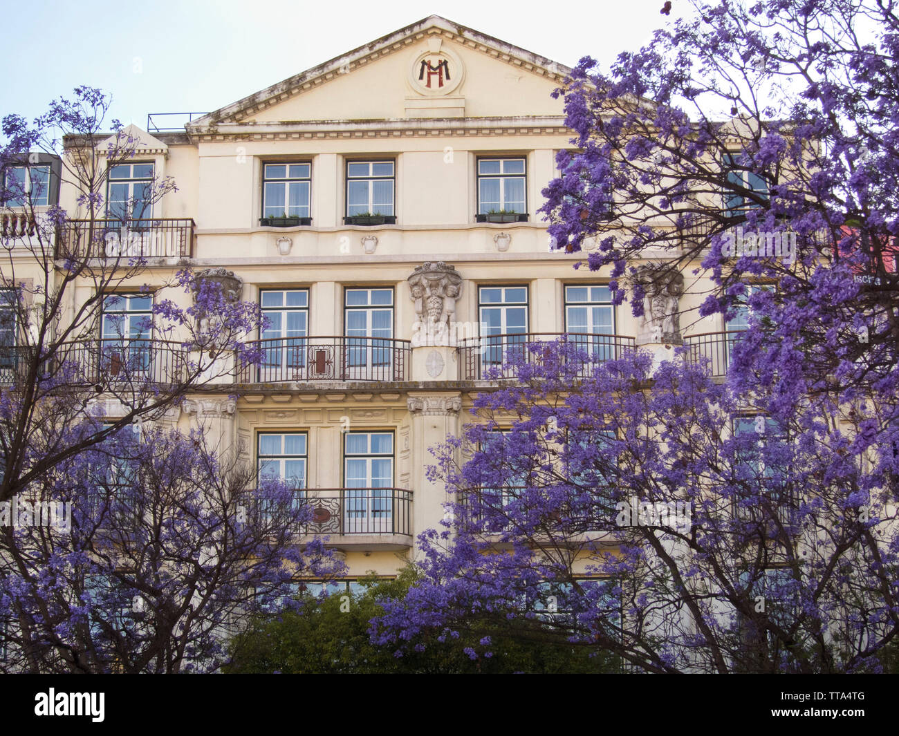 Jacaranda lisbon hi-res stock photography and images - Alamy