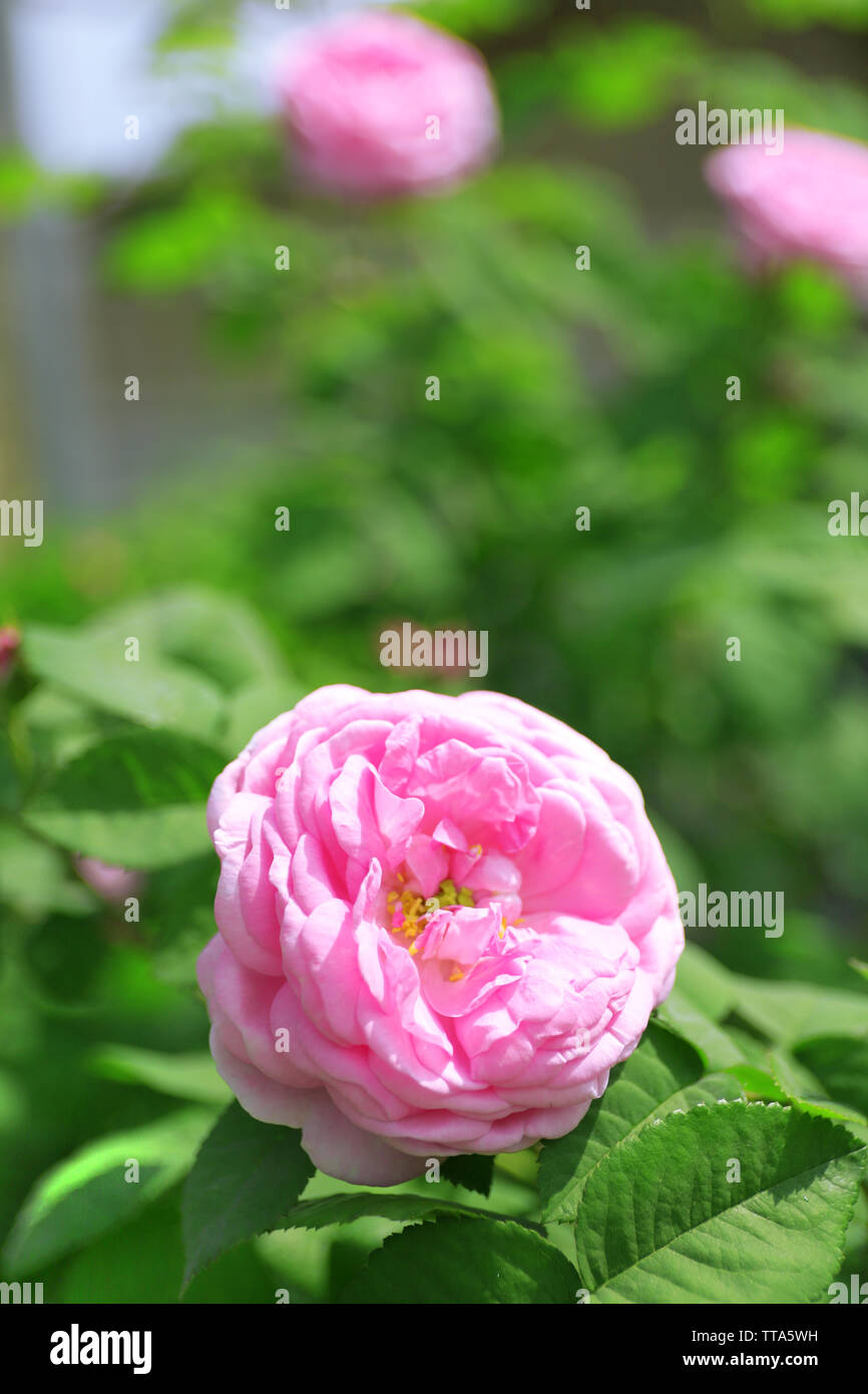 Beautiful rose on green bush in garden Stock Photo - Alamy