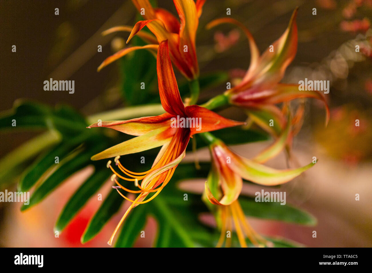 Autumn and Winter Themed Flower Arrangement Stock Photo - Alamy