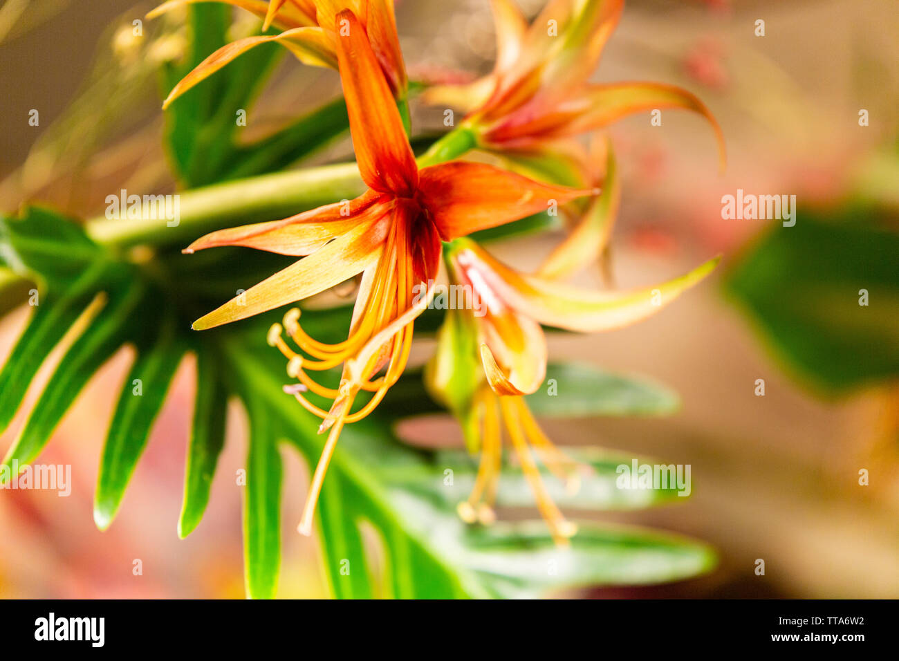 Autumn and Winter Themed Flower Arrangement Stock Photo - Alamy