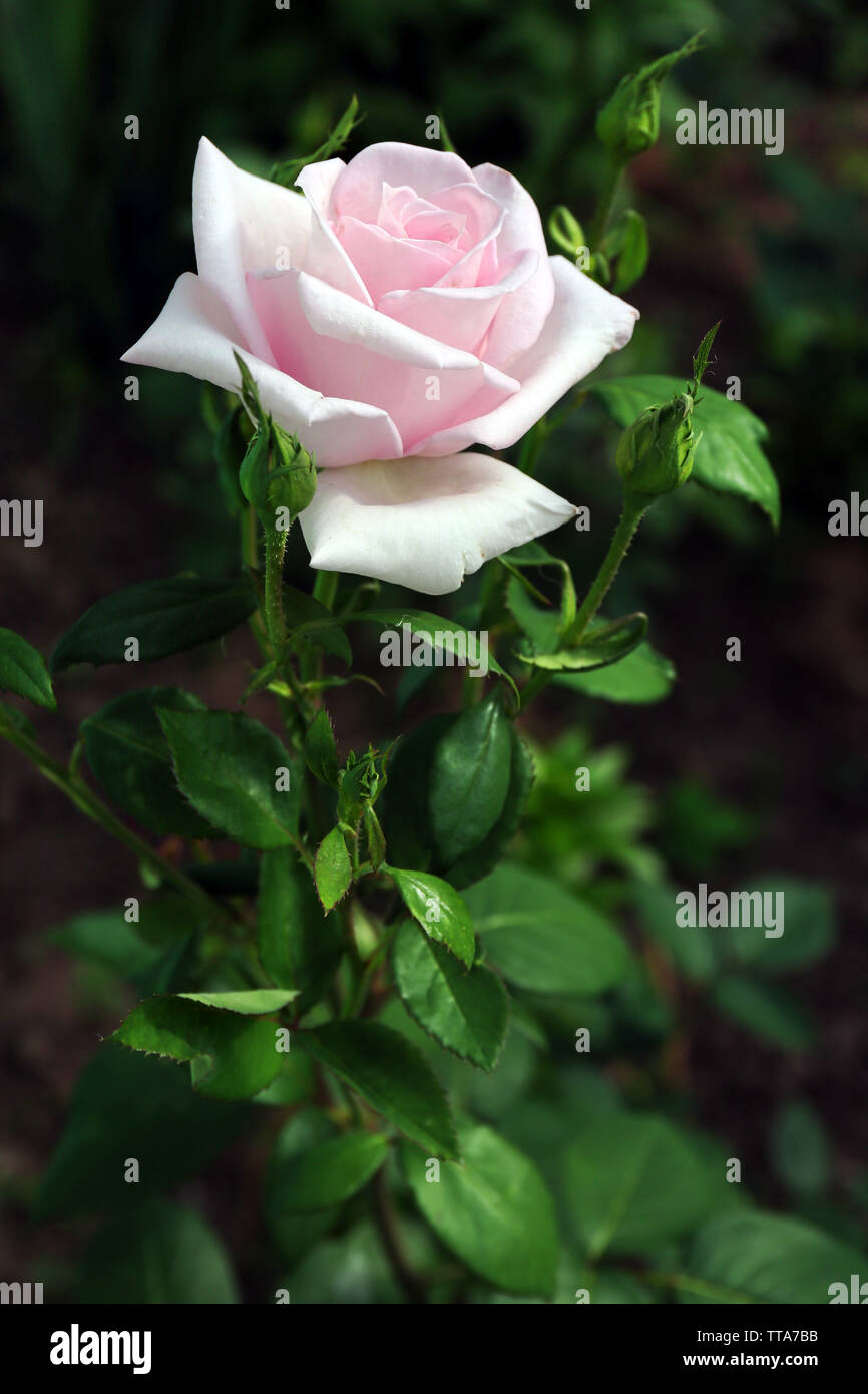 Beautiful roses on green bush Stock Photo - Alamy