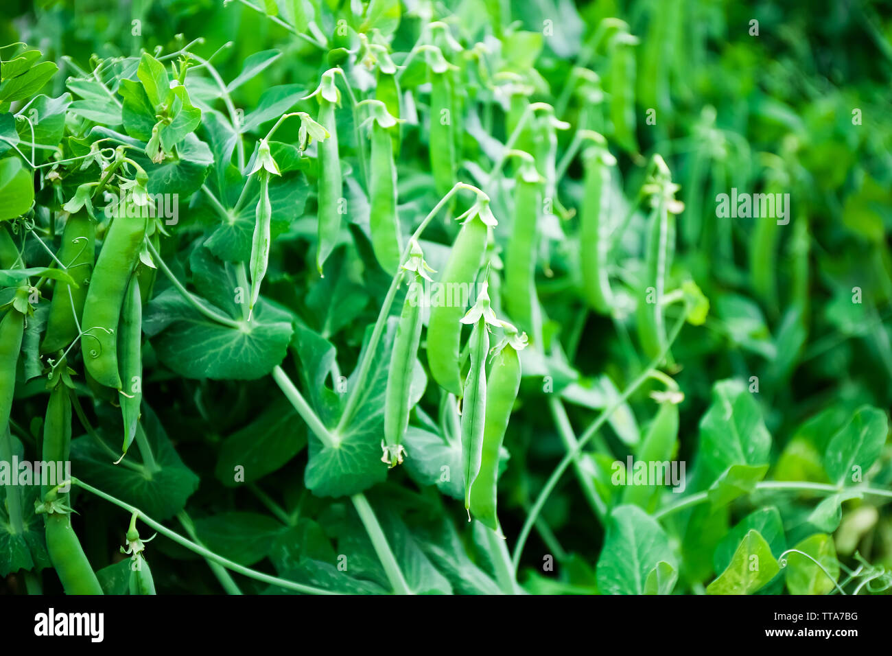 Young peas on bush, close-up Stock Photo - Alamy