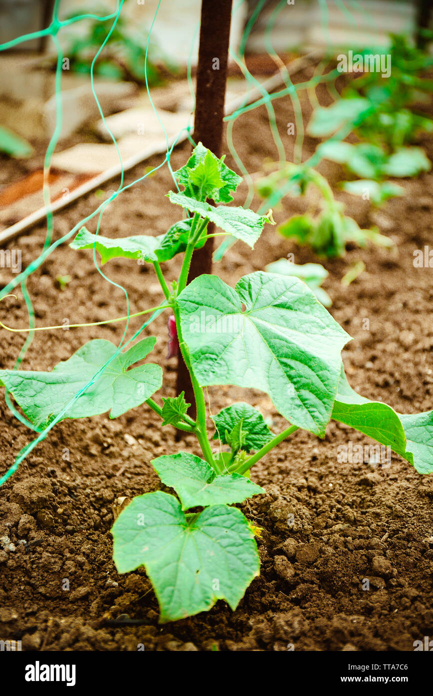 Commercial cucumber growing hi-res stock photography and images - Alamy