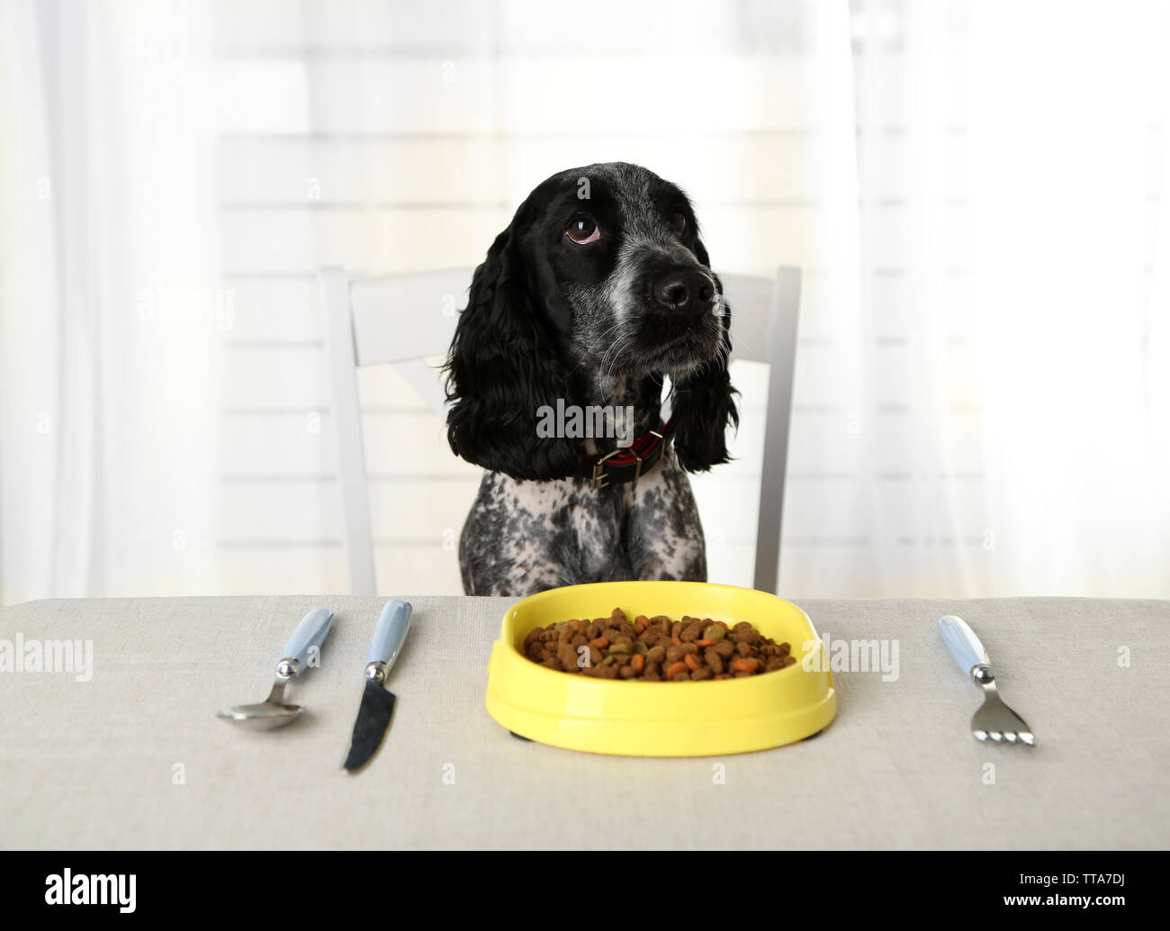 Dog looking at plate of kibbles on dining table Stock Photo - Alamy